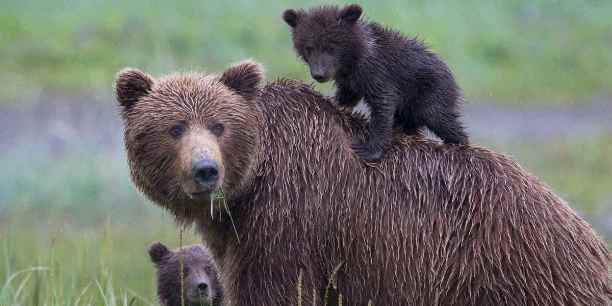 There Are 2 Main Alaska Cruise Routes: Here's How to Choose the Right ...